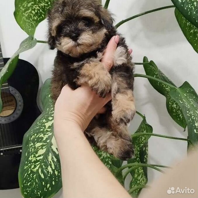 Мальтипу f1 фантом девочки