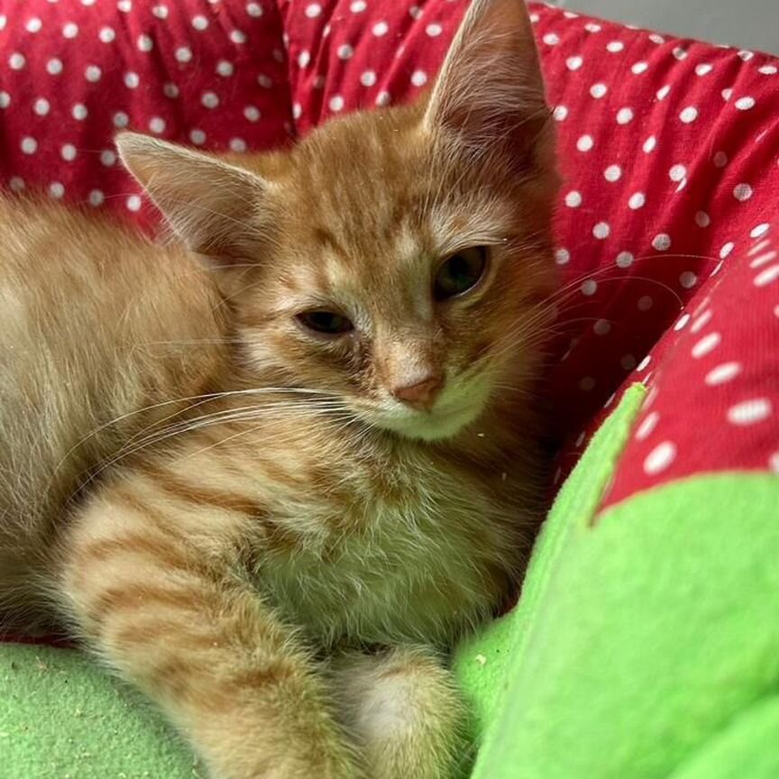 Левушка котик