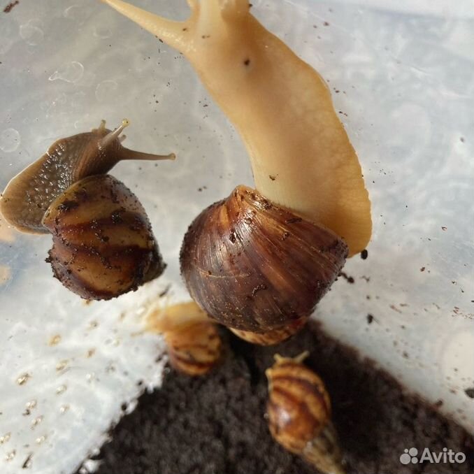 Улитки ахатины бесплатно