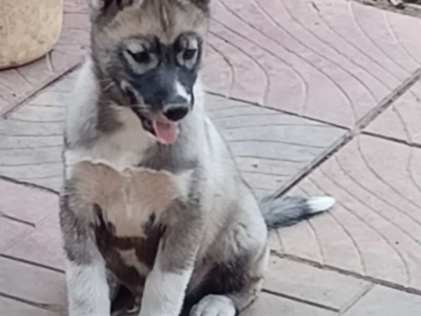 Волчонок хаски