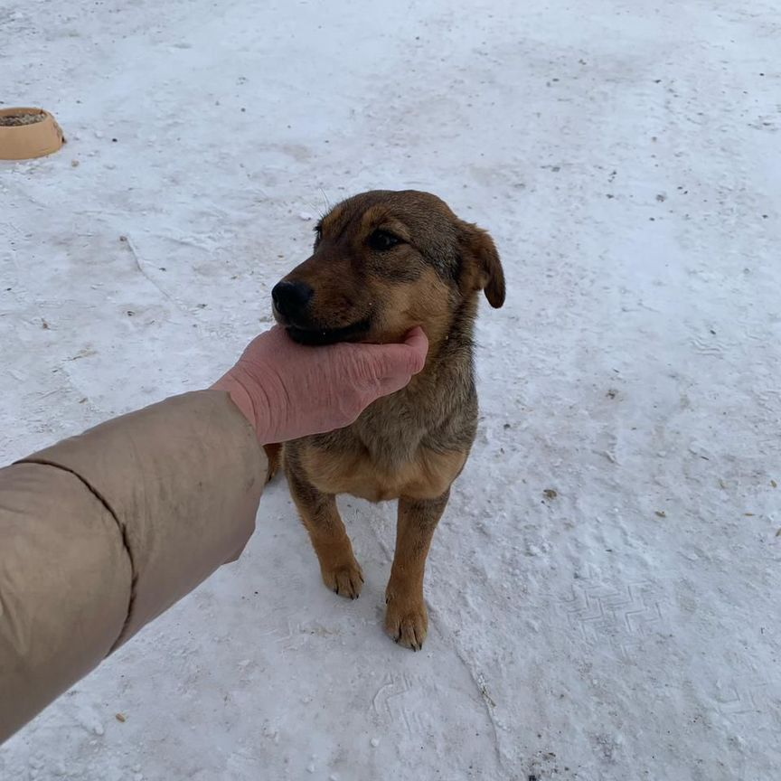 Собака в добрые руки