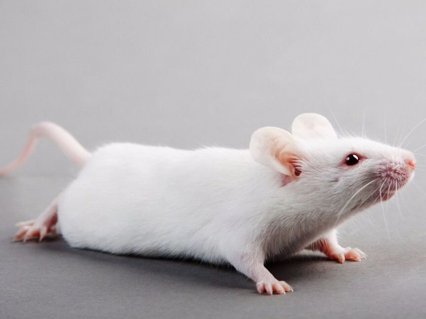 Кормовые мыши