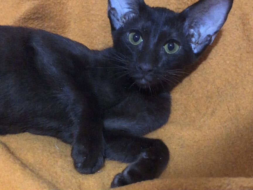 Ориентальная девочка шоколадная и черная