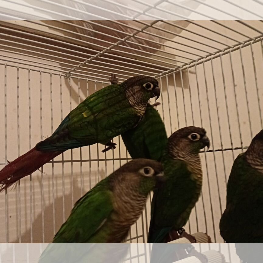 Попугаи пиррура