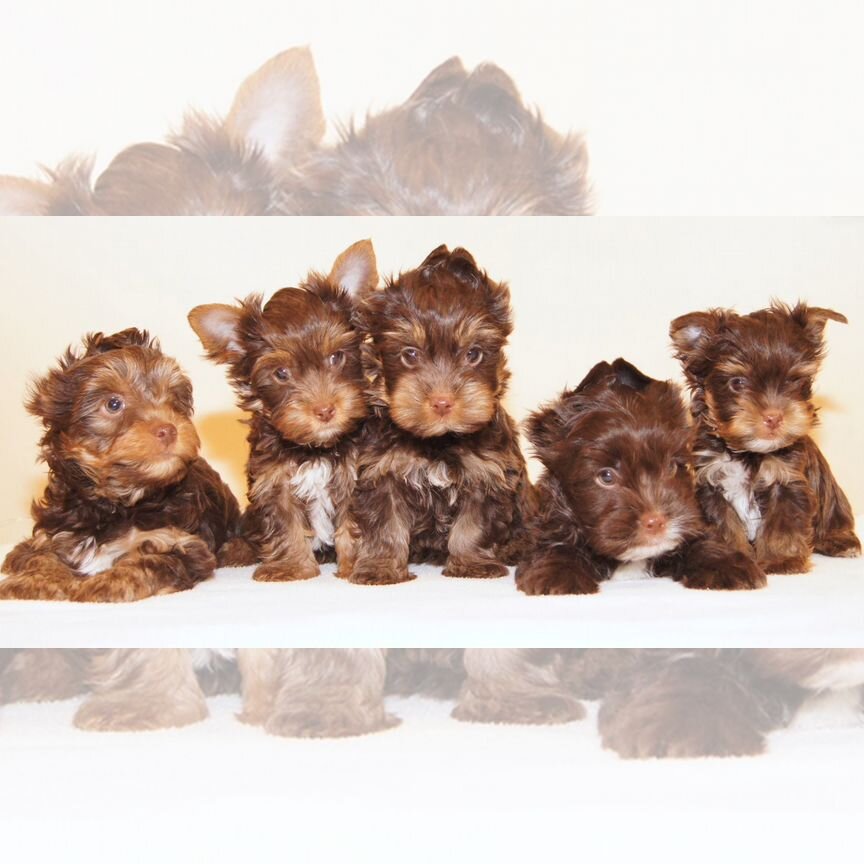 Йоркширский терьер, щенок