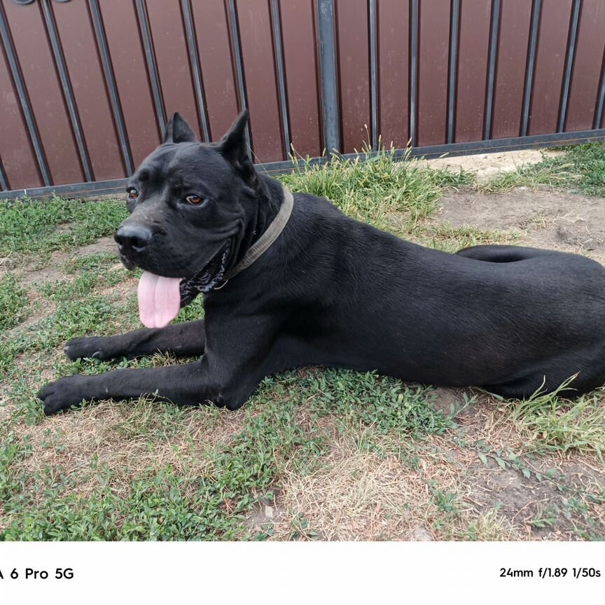 Кане -Корсо Вязка