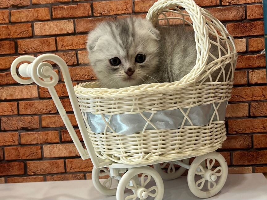 Шотландские котята