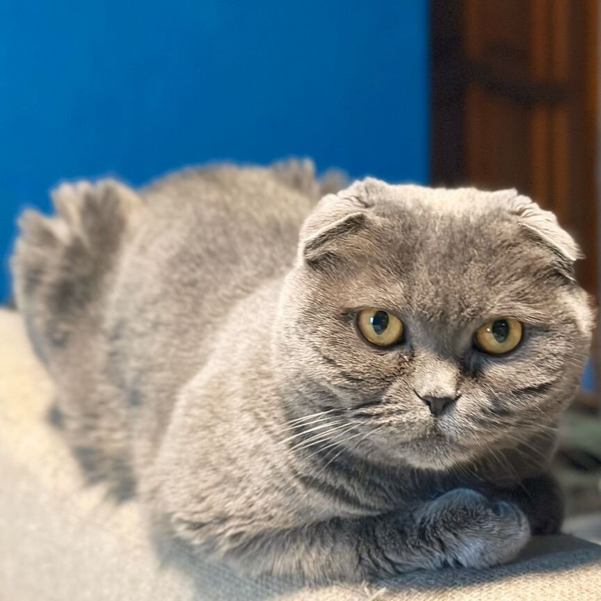 Отдам кошечку в добрые руки