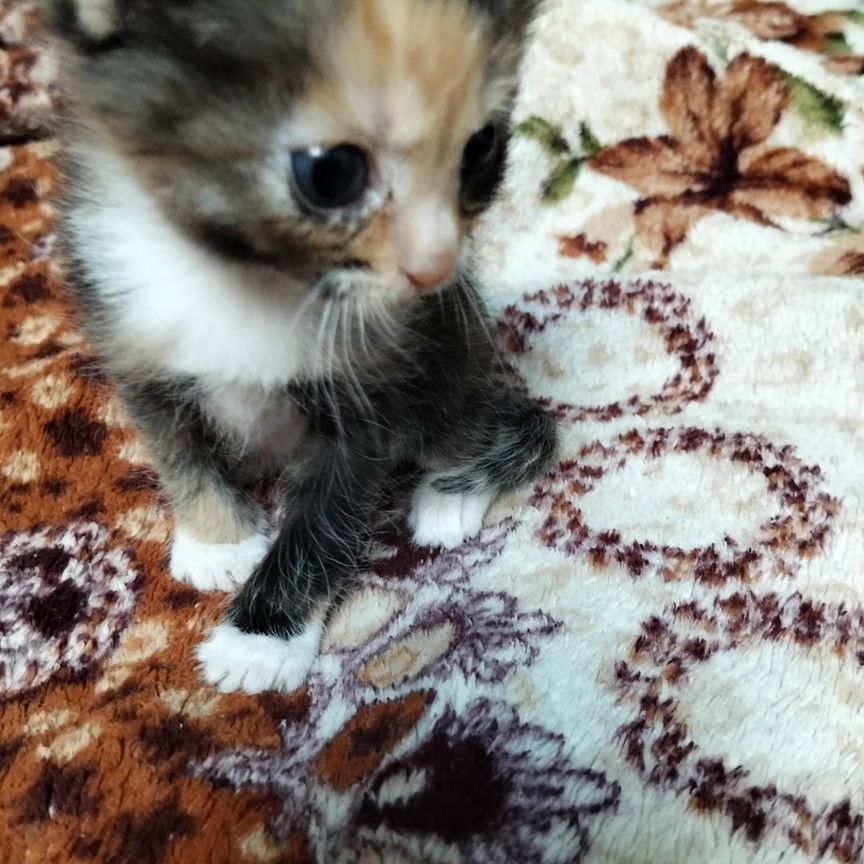 Котёнок в добрые руки