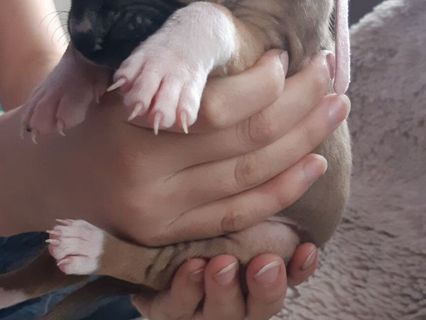 Щенки амстаффа