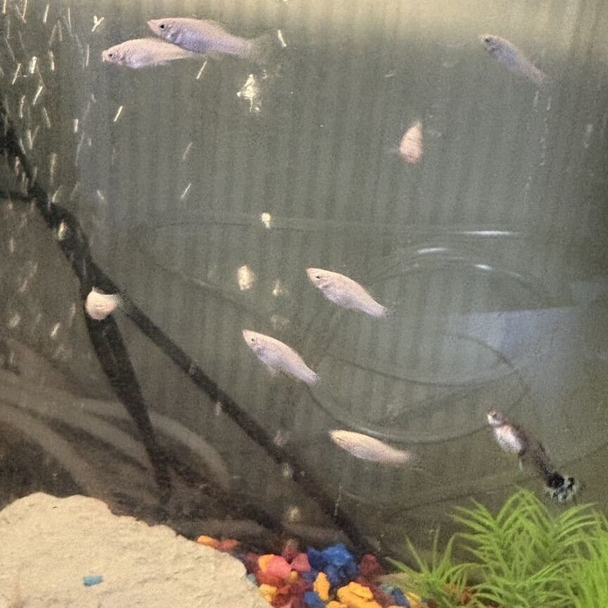 Рыбки Малинезии