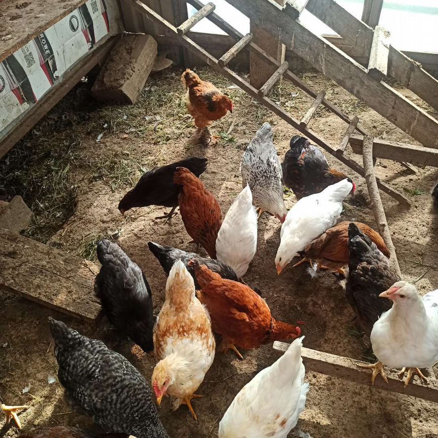 Молодые петушки