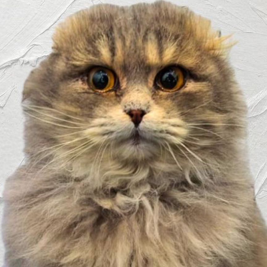 Шотландская вислоухая длинношёрстная, взрослая кошка