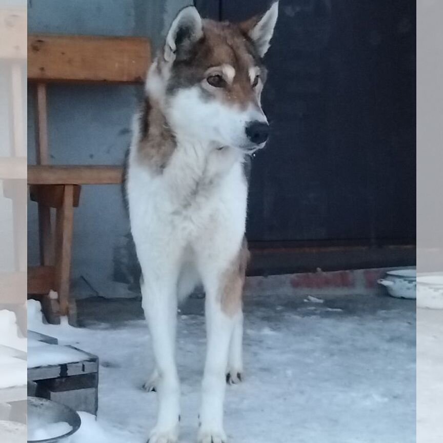 Взрослая собака в добрые руки