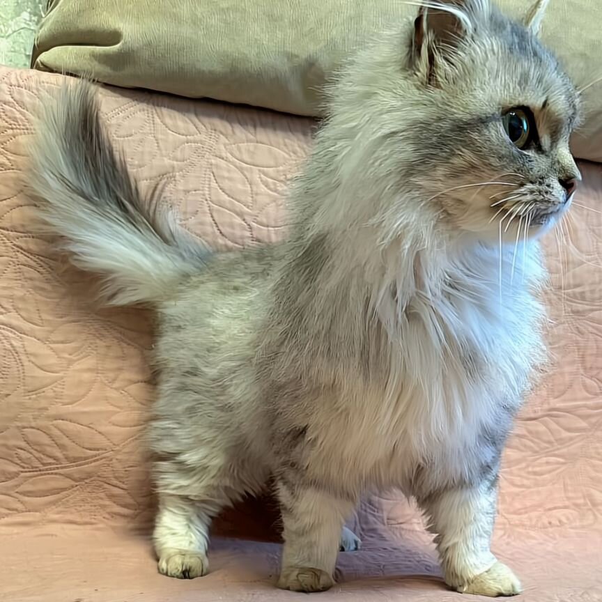 Взрослая, Девочка кошка в добрые руки