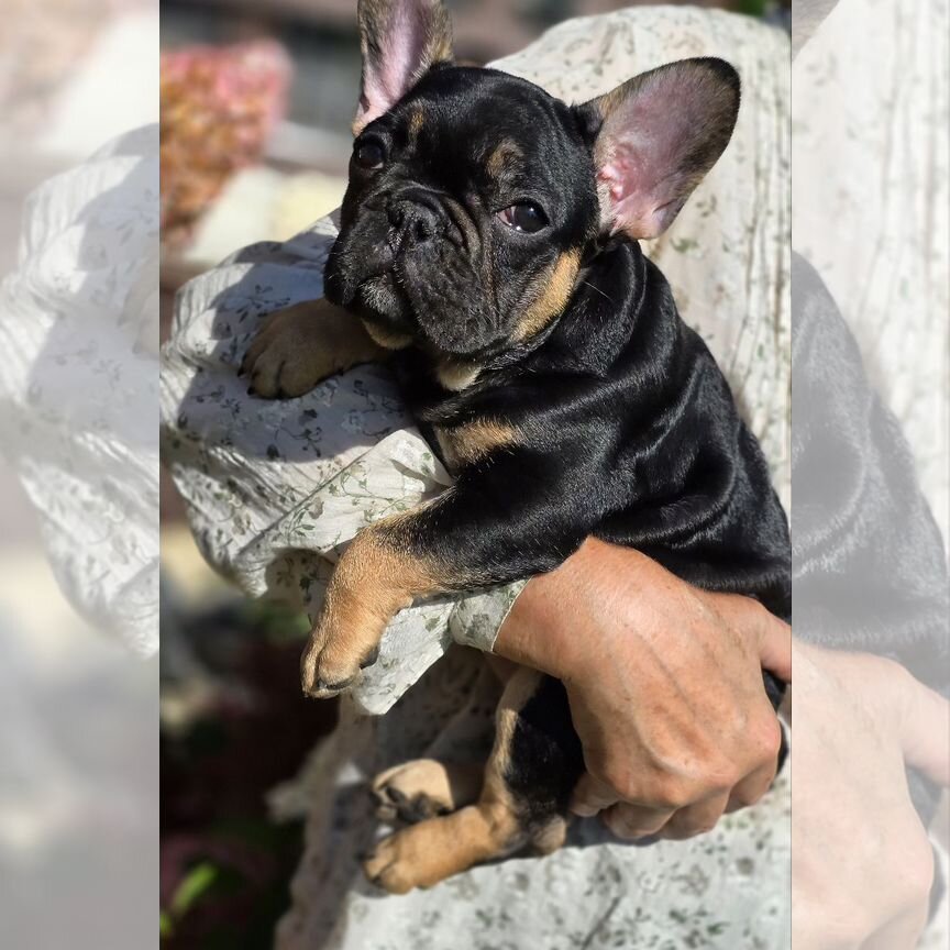 Французский бульдог щенки черный тан,голубой,мерле