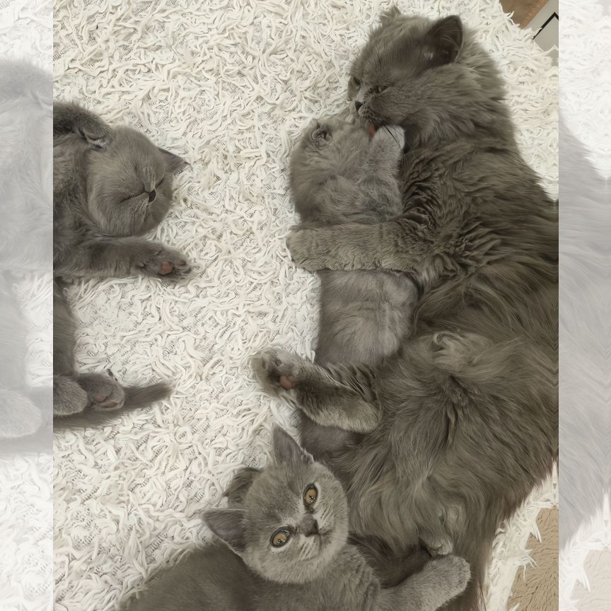 Шотландский вислоухий короткошёрстный котёнок