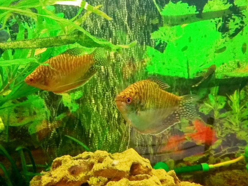 Рыбки Гурами и водоросли