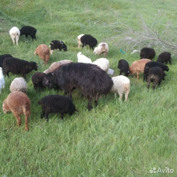 Овцы Бараны ягнята