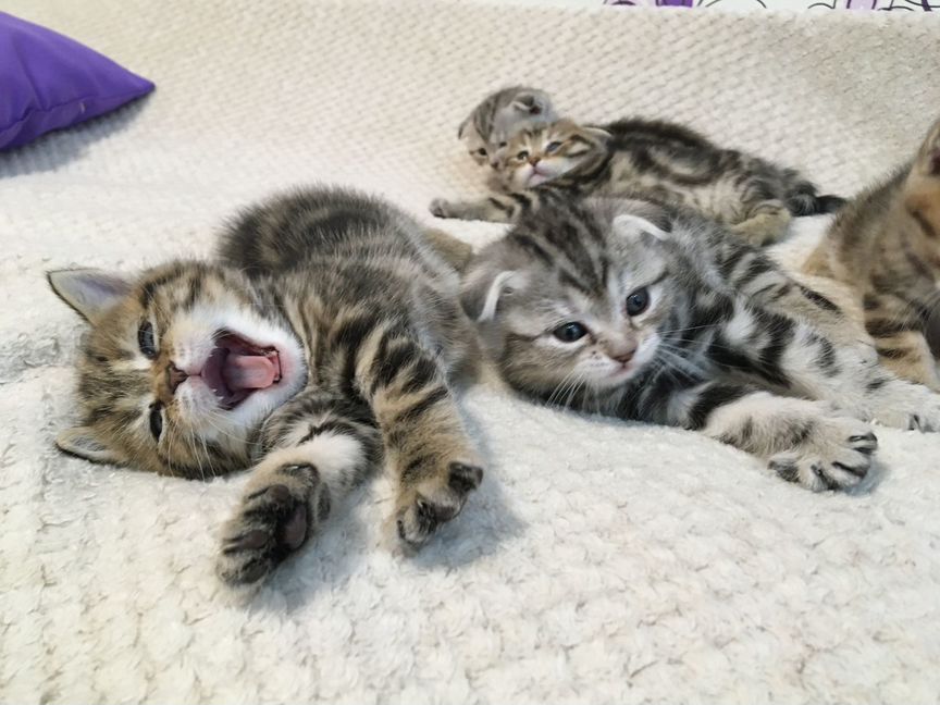 Шотландские вислоухие котята