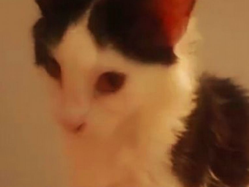 Котята бесплатно