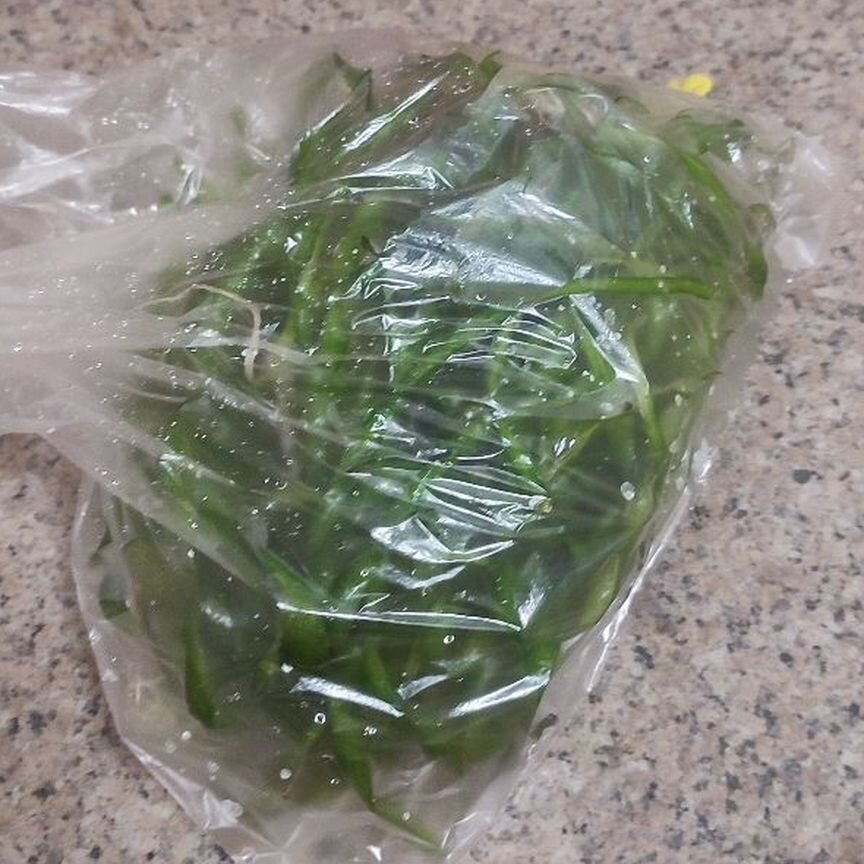 Валиснерия спиральная