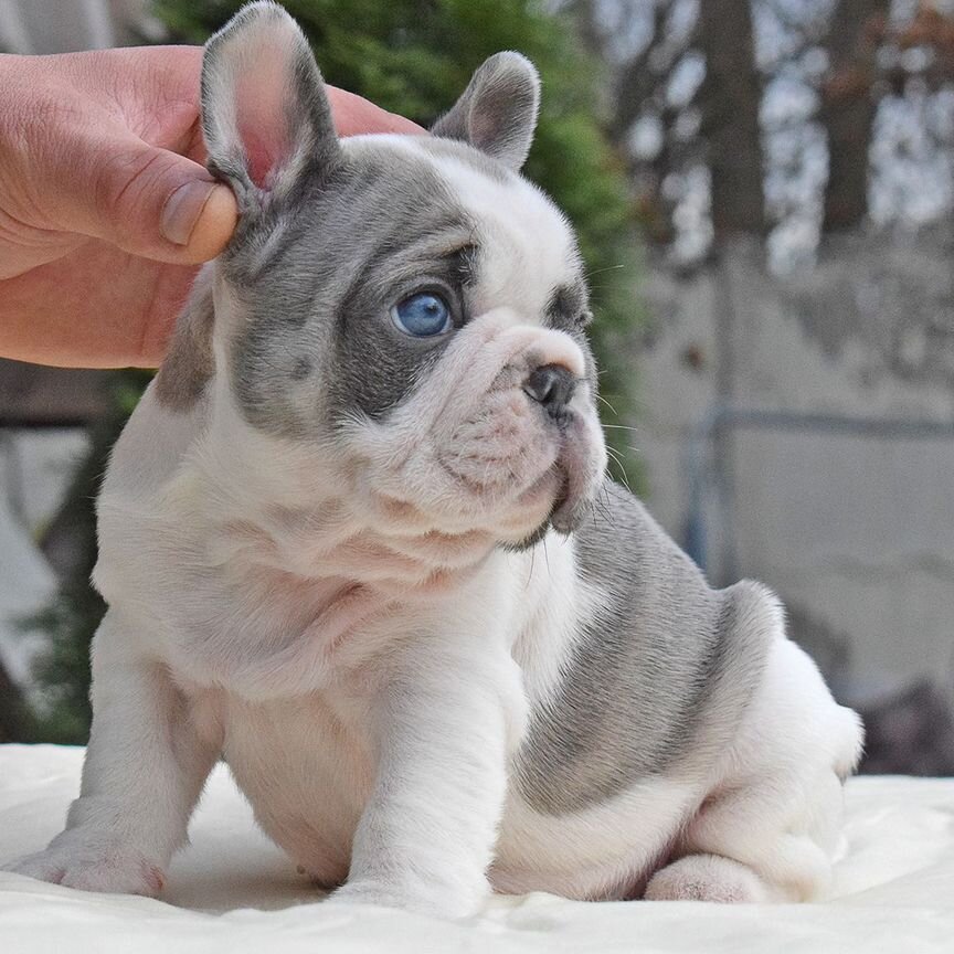 Французский бульдог, щенок