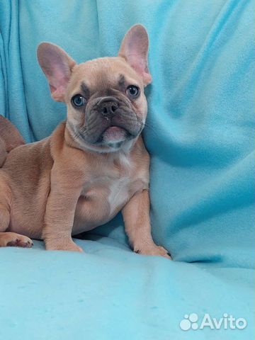 Супер-Детка