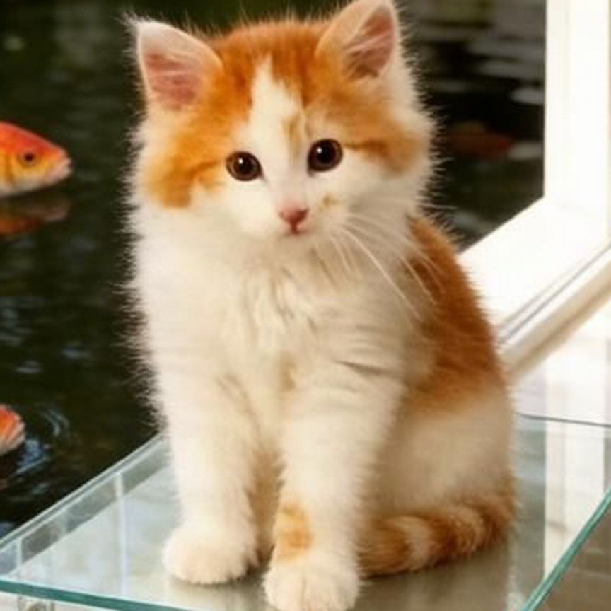 Персидский котёнок