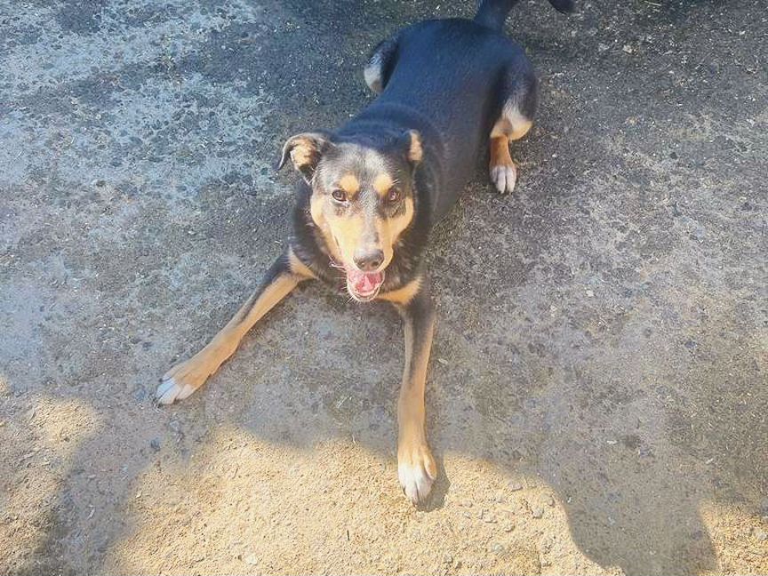 Домашняя собака оказалась в приюте