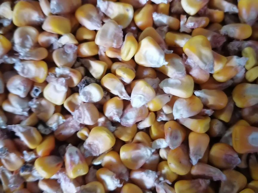 Сельхоз продукция