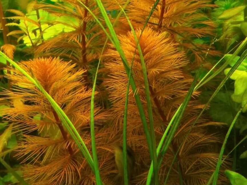 Аквариумное растение