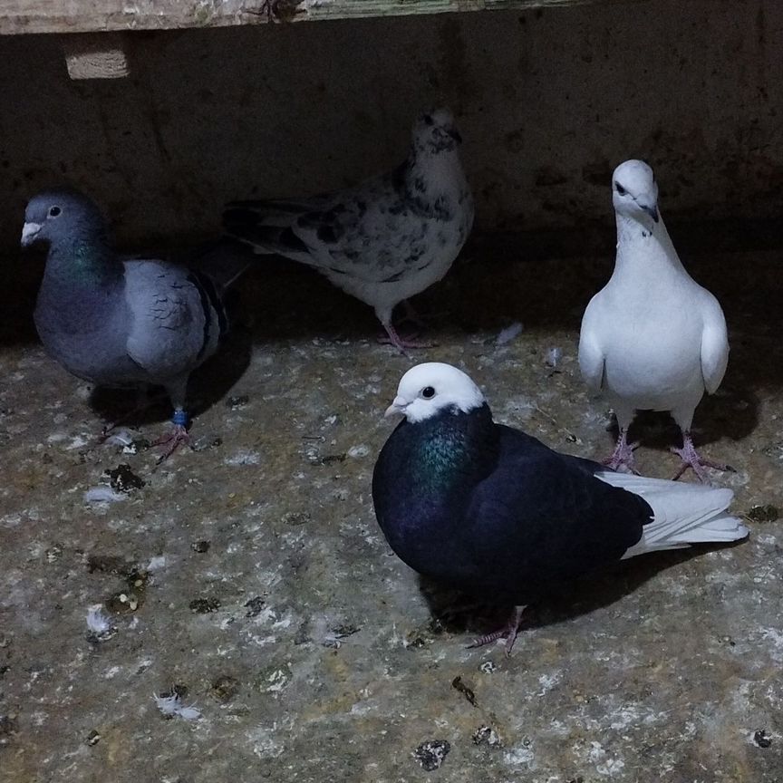 Продажа голубей