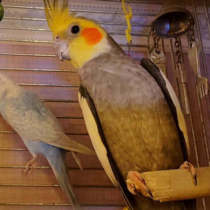 Отдам попугаев в добрые руки (волнистик и корелла)