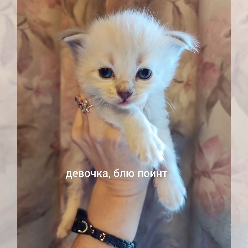 Невский маскарадный котёнок