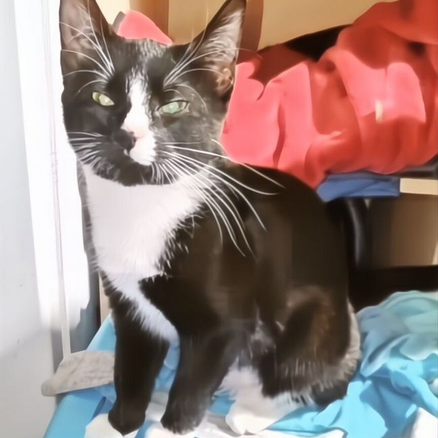 Котёнок в добрые руки