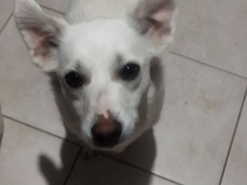 Маленькая собака в добрые руки отдам бесплатно