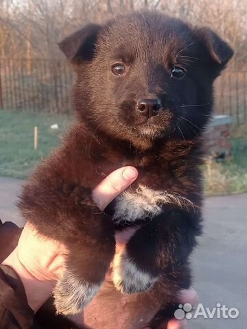 Маленький медвежонок Винни