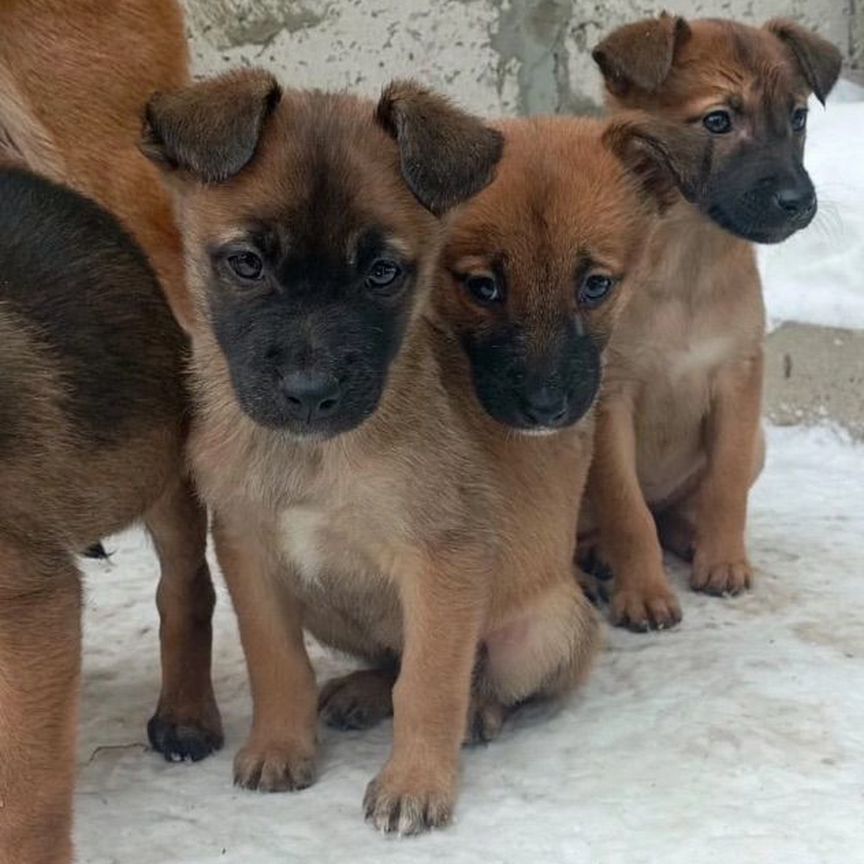 Щенки