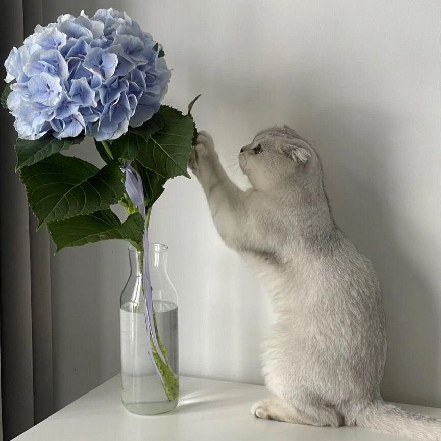 Британская короткошёрстная, взрослая кошка