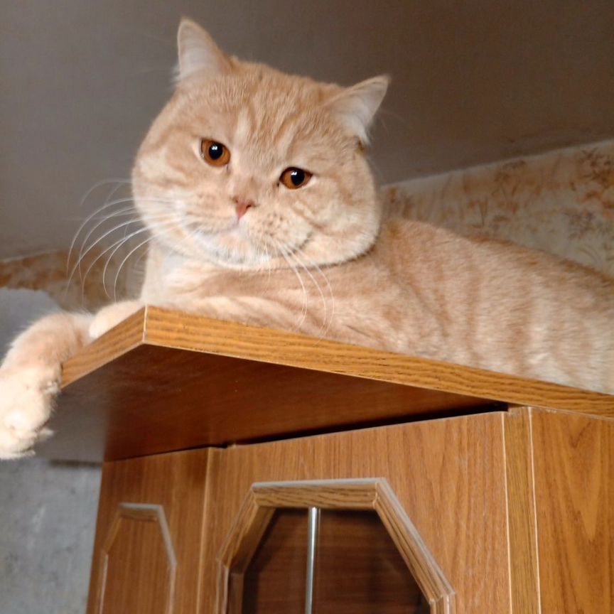 Шотландский кот на вязку