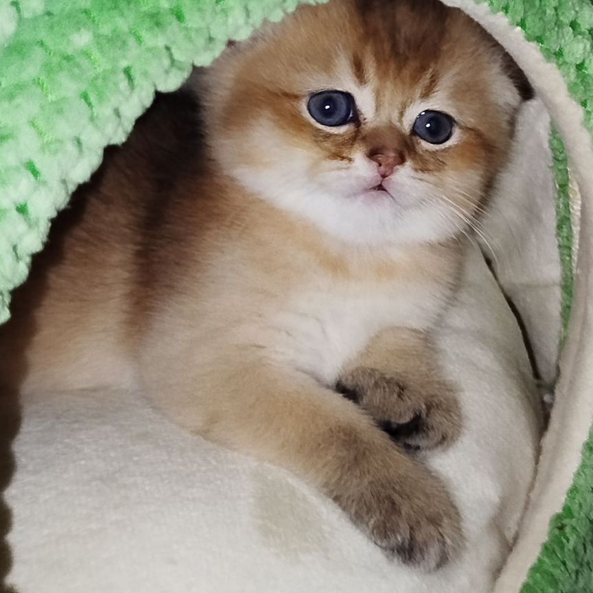 Шотландский вислоухий короткошёрстный котёнок
