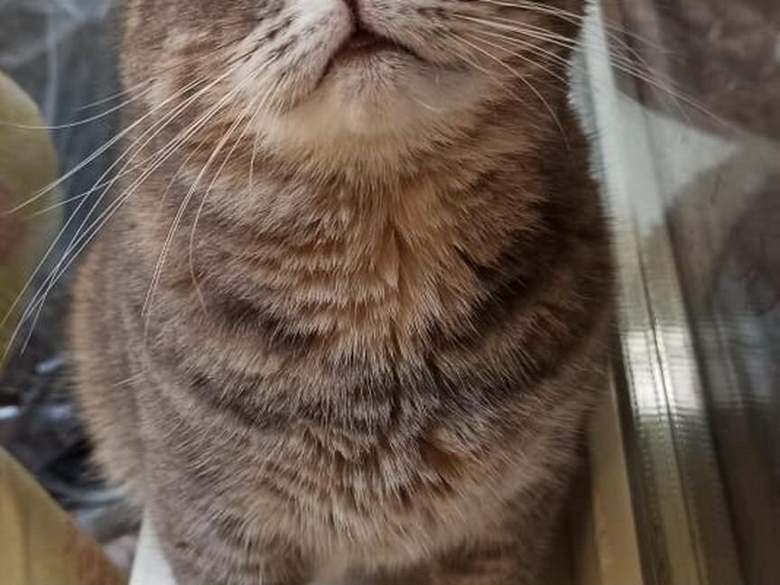 Кошка Кира ищет маму