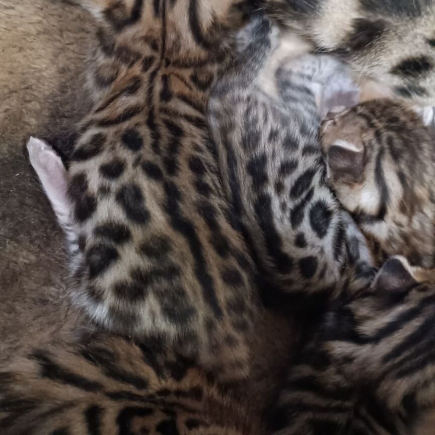 Бенгальская кошка