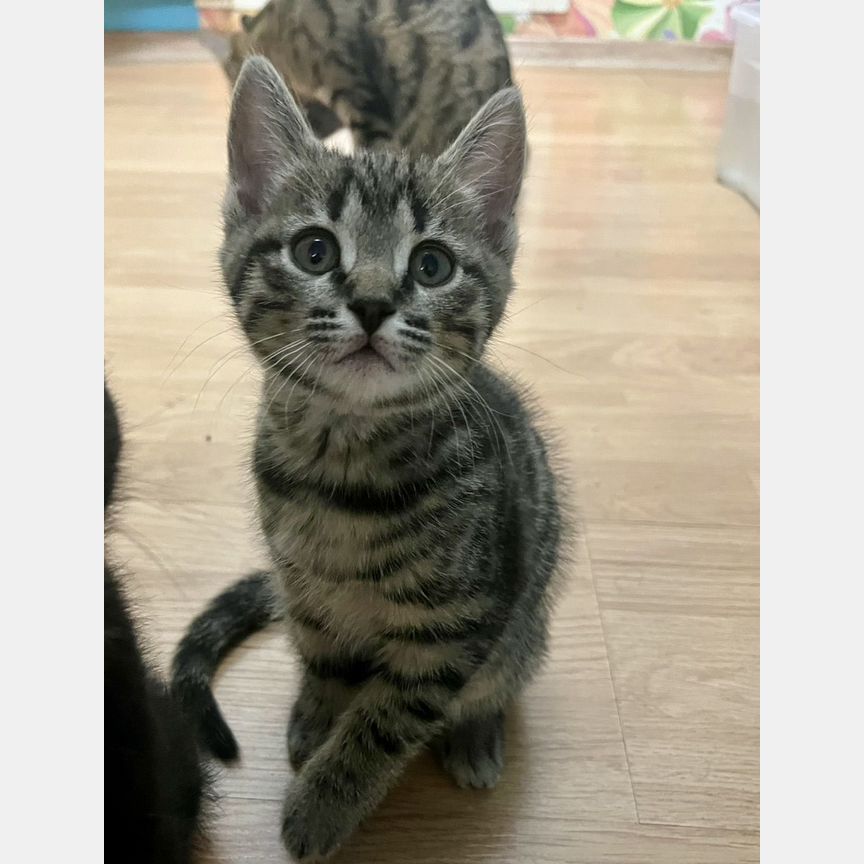 Котята
