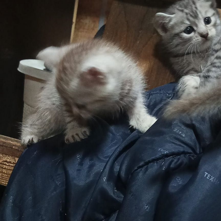 Котята в добрые руки бесплатно