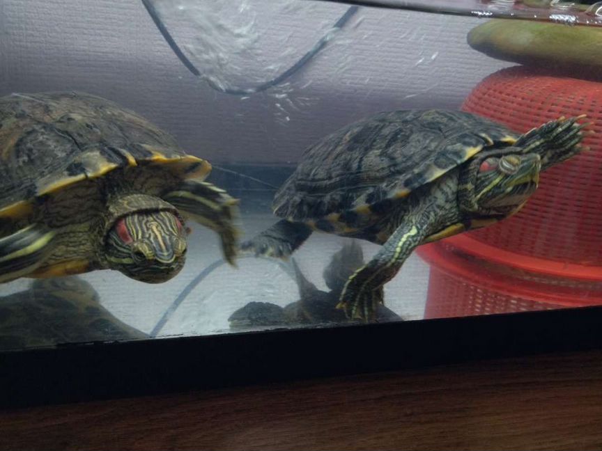 Красноухие черепахи (однополые) в добрые руки