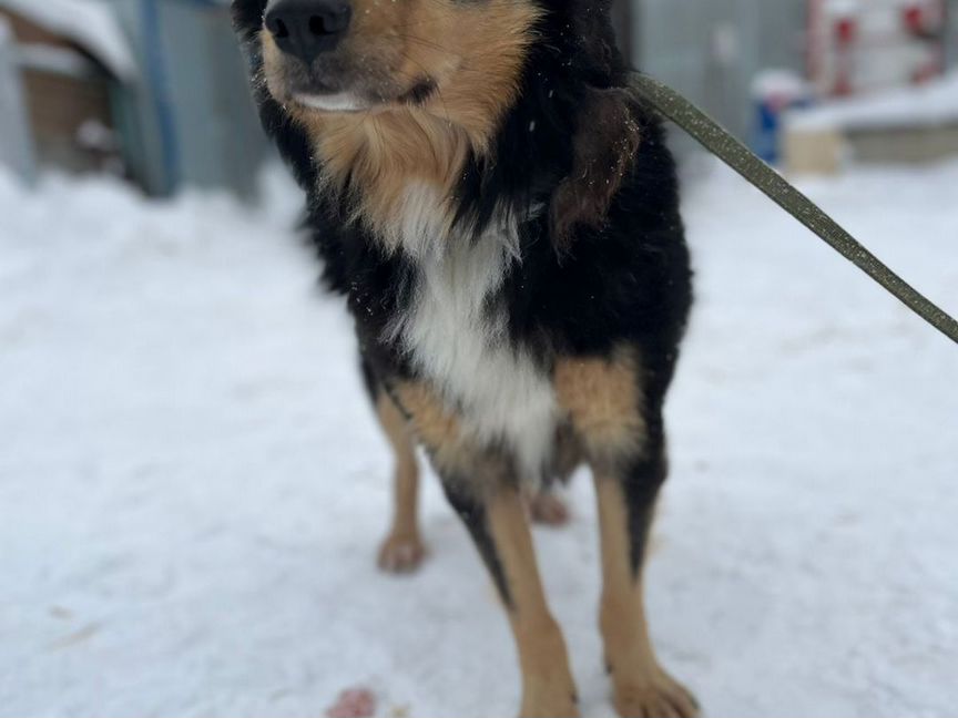 Собака джин ищет дом