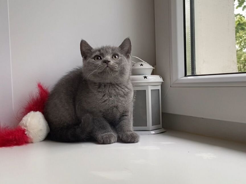 Британский котенок окрас голубой