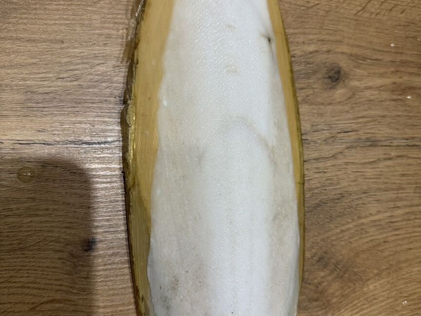 Панцирь морской каракатицы сепия